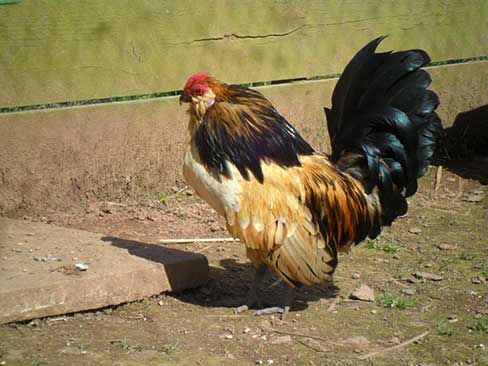 Barbu D’ Anvers – (Quail) – A&J Poultry