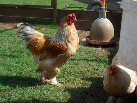 Brahma – (Lemon Pyle) – A&J Poultry