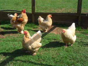 Brahma – (Lemon Pyle) – A&J Poultry