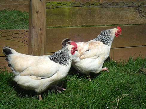 Sussex – (Light, Buff) – A&J Poultry