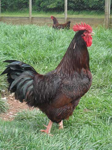 Rhode Island Red – (Large Fowl) – A&J Poultry
