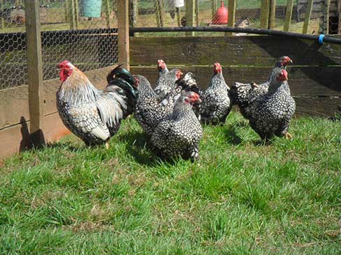 Wyandotte – (Silver Laced) – A&J Poultry