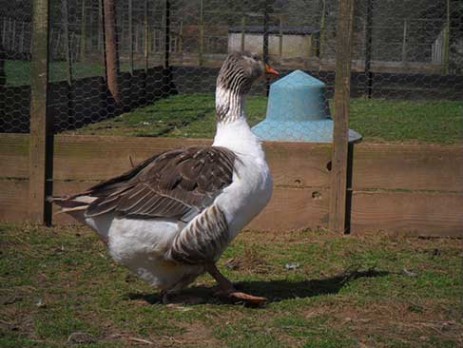 West of England – A&J Poultry