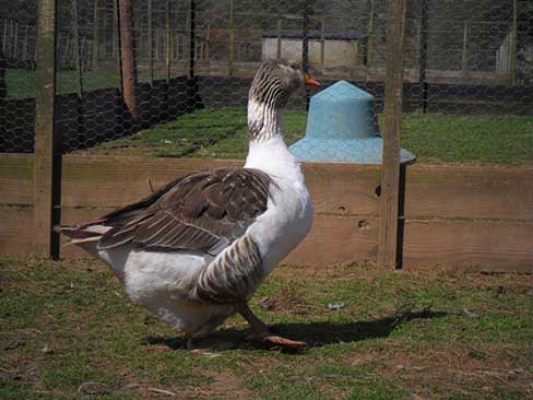 West of England – A&J Poultry