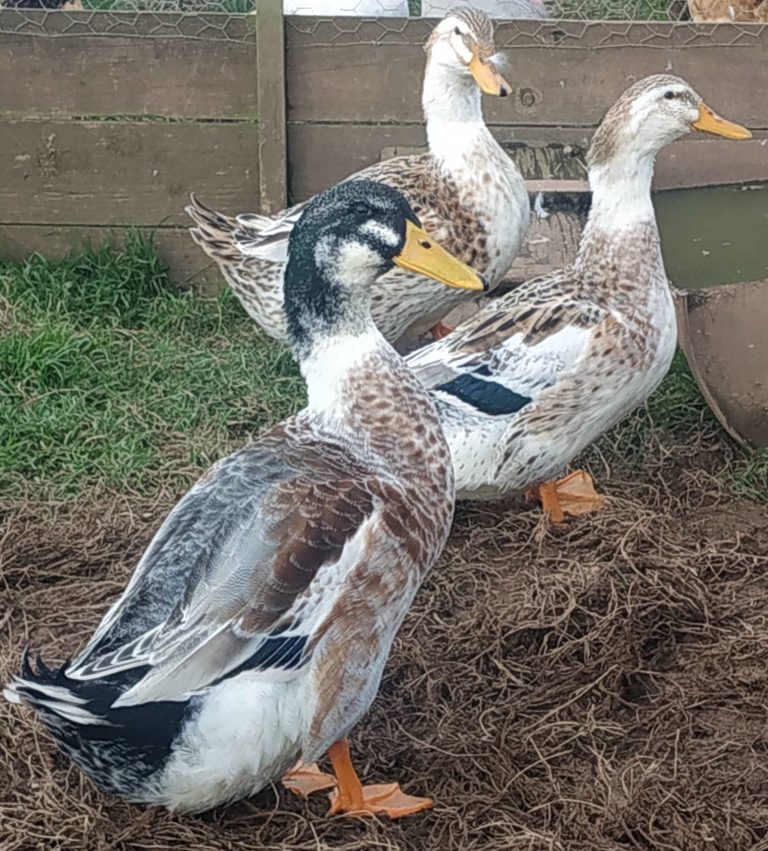 Silver Appleyard Duck – A&J Poultry